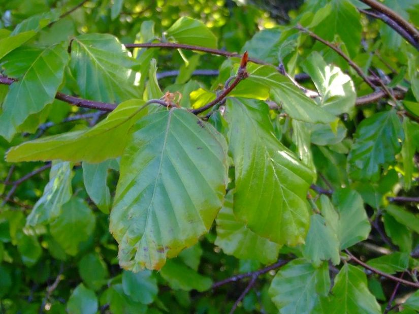 The Trees – Divine Ogham