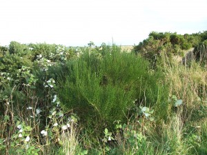 The Trees – Divine Ogham