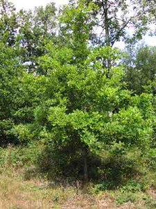 The Trees – Divine Ogham