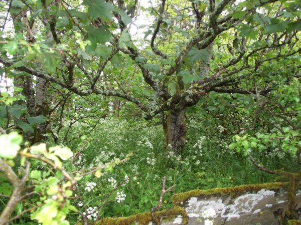 The Trees – Divine Ogham