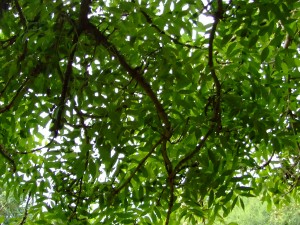 The Trees – Divine Ogham