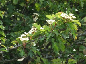 The Trees – Divine Ogham