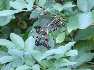 The Trees – Divine Ogham